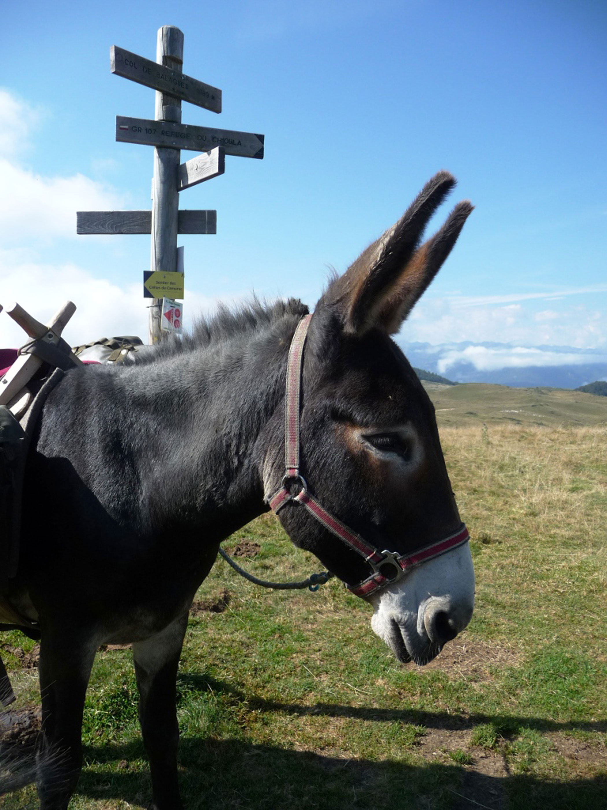 Family walking holidays with a donkey in the Pyrenees, France